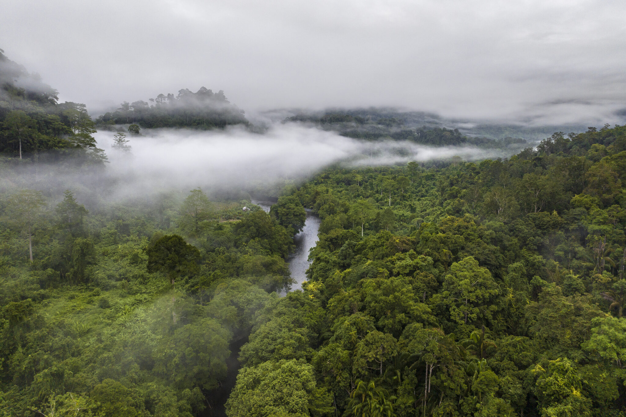 Banks must respect Indigenous Peoples’ land rights to Keep Forests ...